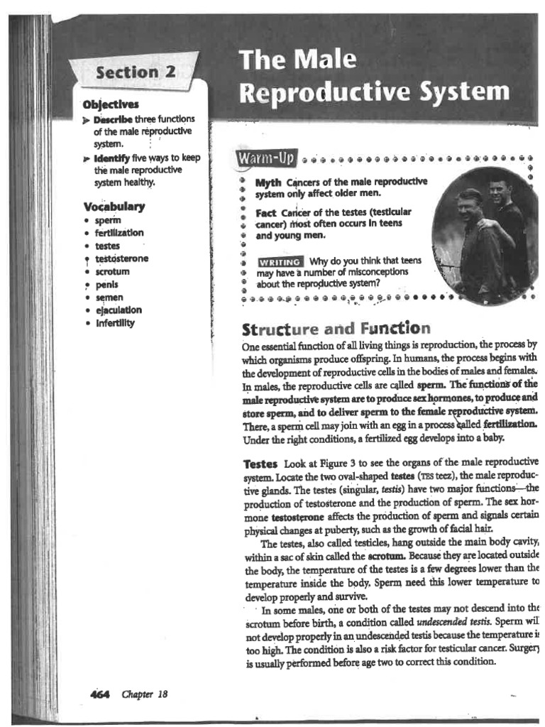 Male Reproductive System Reading Pages 464-468 | PDF