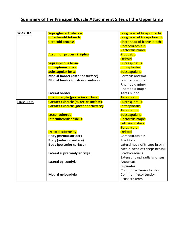 Module 4 (Upper Limb Muscle Attachments).pdf 13-29-48-085 | PDF | Thumb | Anatomical Terms Of ...