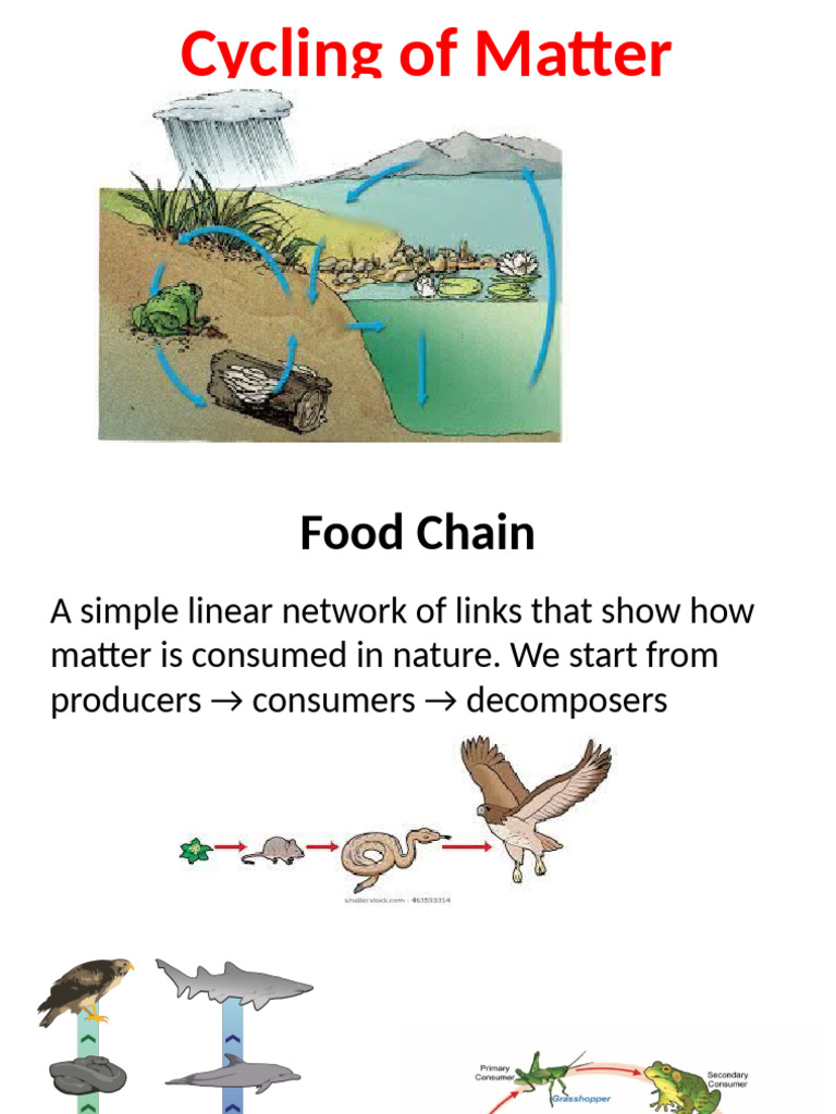 Grade 7 - Food Chain Energy Paths & Cycling of Matter | PDF | Ecosystem ...