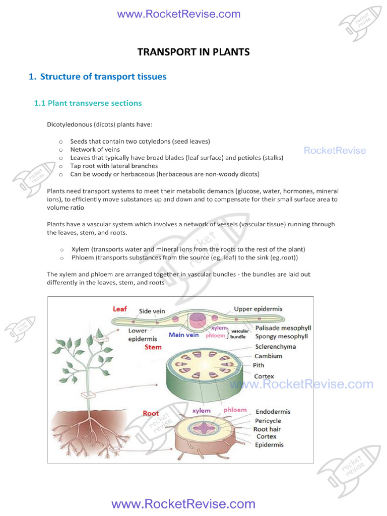 7. Transport in Plants | PDF