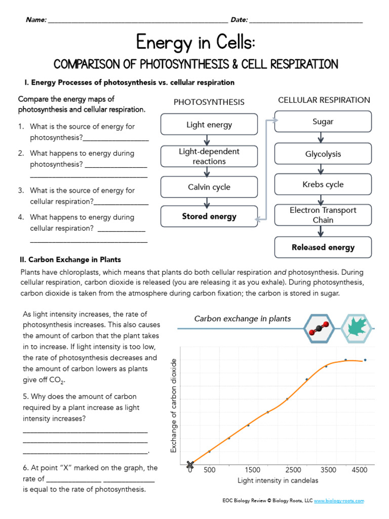 Comparing Photosynthesis and Cell Respiration | PDF | Cellular ...