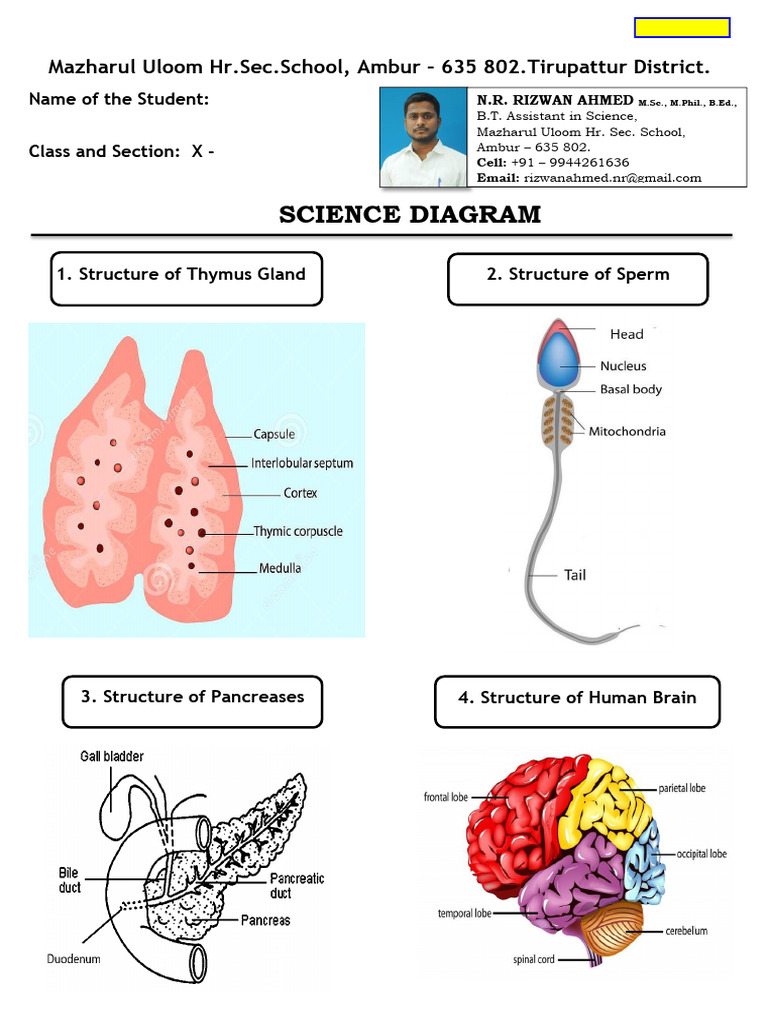 10th Science - Diagram Answer Rizwan Ahmed | PDF