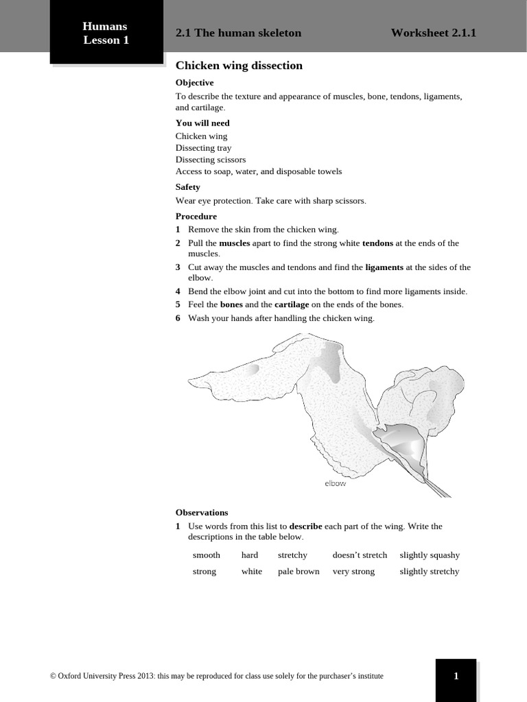 Chicken Wing Dissection Guide | PDF | Skeleton | Skeletal System
