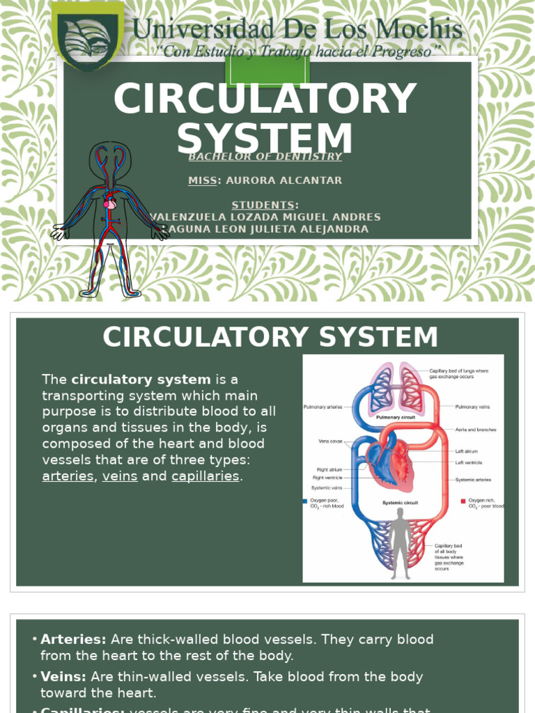 Overview of the Circulatory System | PDF
