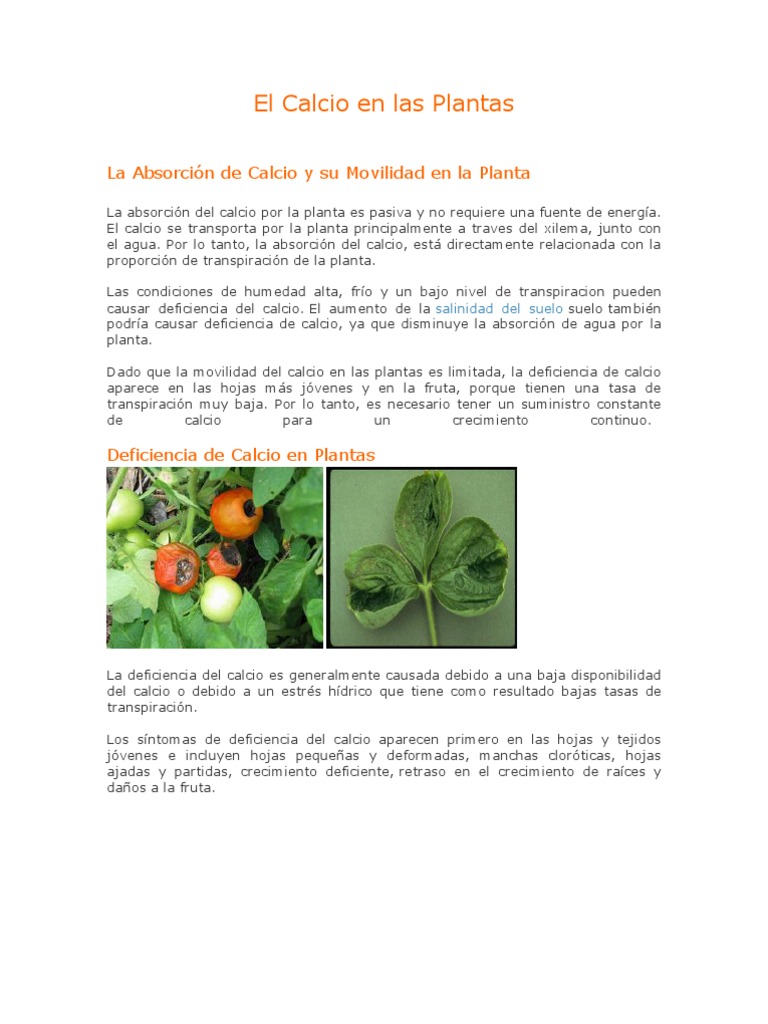 Importancia del Calcio en Plantas | PDF | Calcio | Plantas