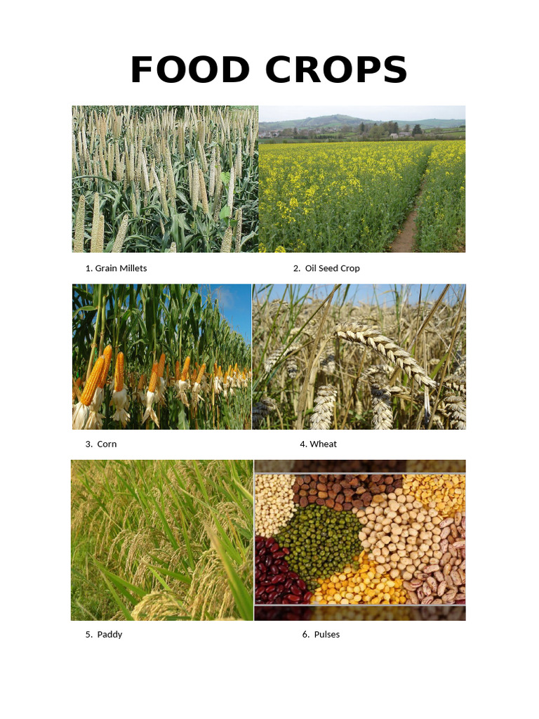 Food Crops | PDF