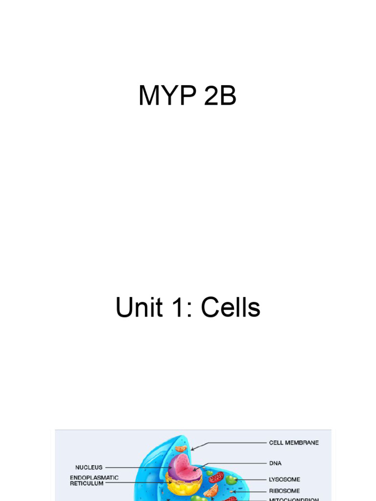 Myp 2B | PDF | Cell (Biology) | Cell Membrane