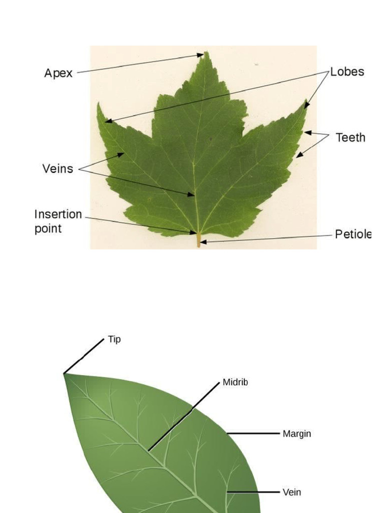 Leaf Structure | PDF