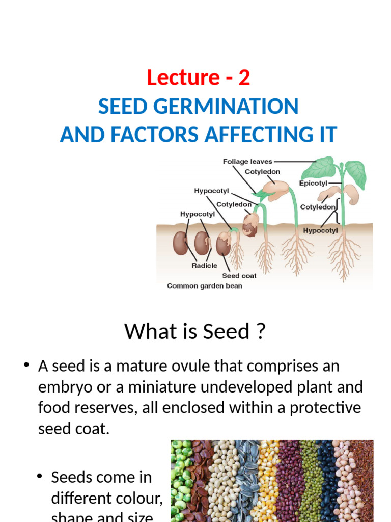 Seed Germination: Key Factors Explained | PDF | Germination | Seed