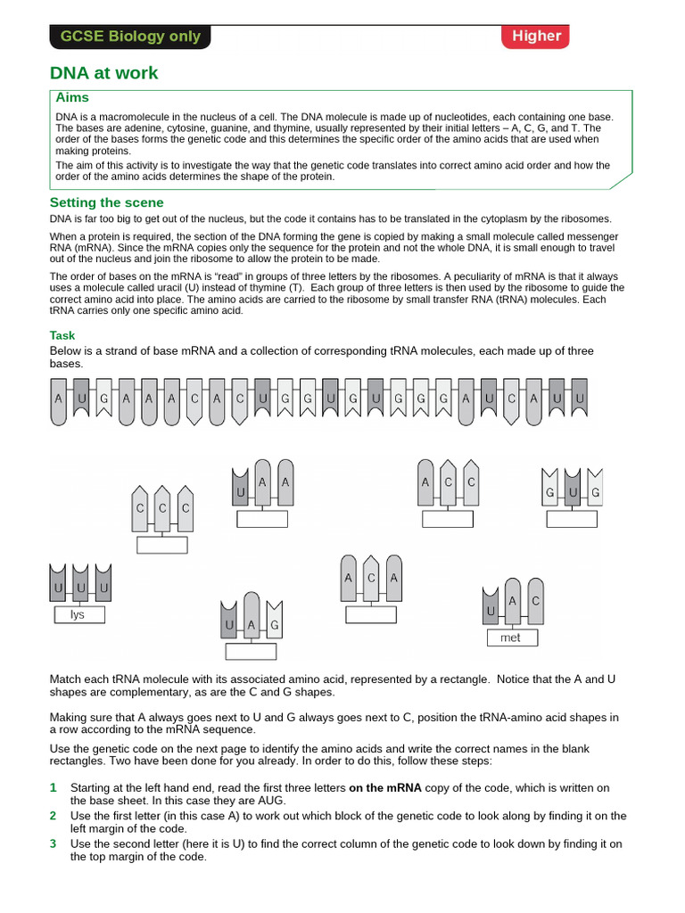 B6.1 - Lesson 6 - DNA at Work - Student - Biology ONLY | PDF | Dna | Rna