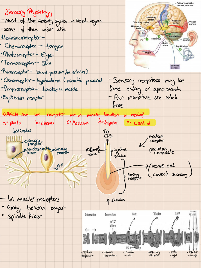 Sensory Physiology 4 - 241124 - 120421 | PDF
