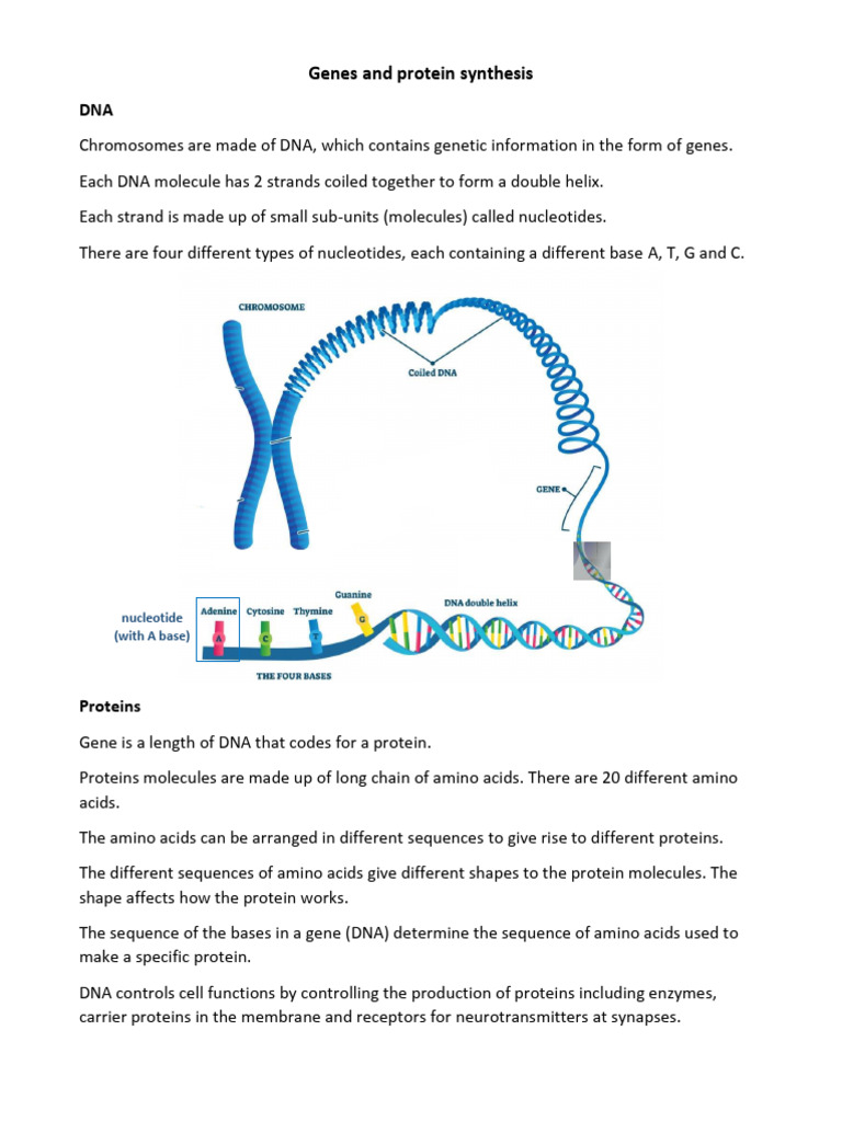 DNA and Protein Synthesis Explained | PDF