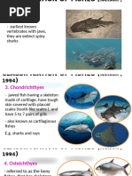 Types and Functions of Fish Scales | PDF | Fish | Aquatic Animals