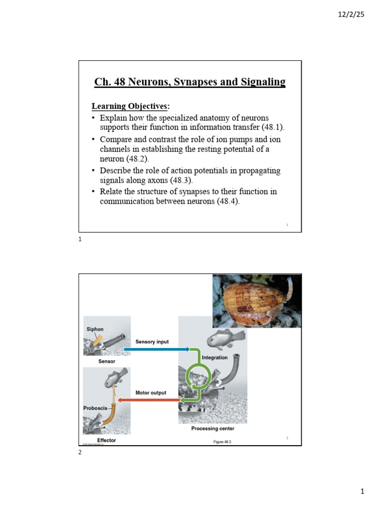 Neuron Structure and Signal Transmission | PDF | Chemical Synapse ...