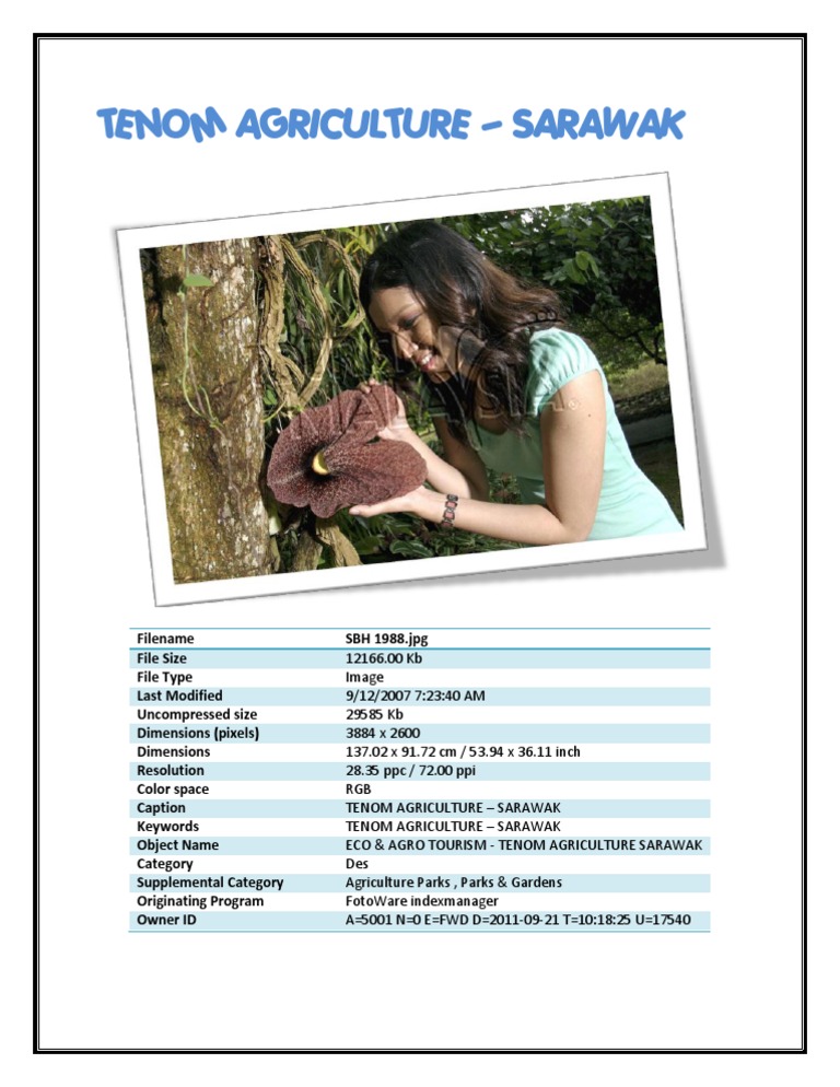 Tenom Agriculture | PDF | Art