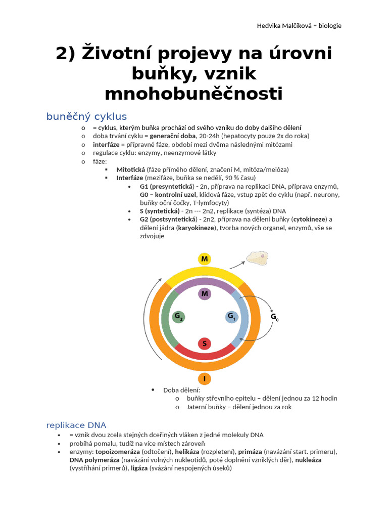Malčíková Hedvika MO2 Vznik Mnohobuněčnosti Životní Projevy Buňky | PDF