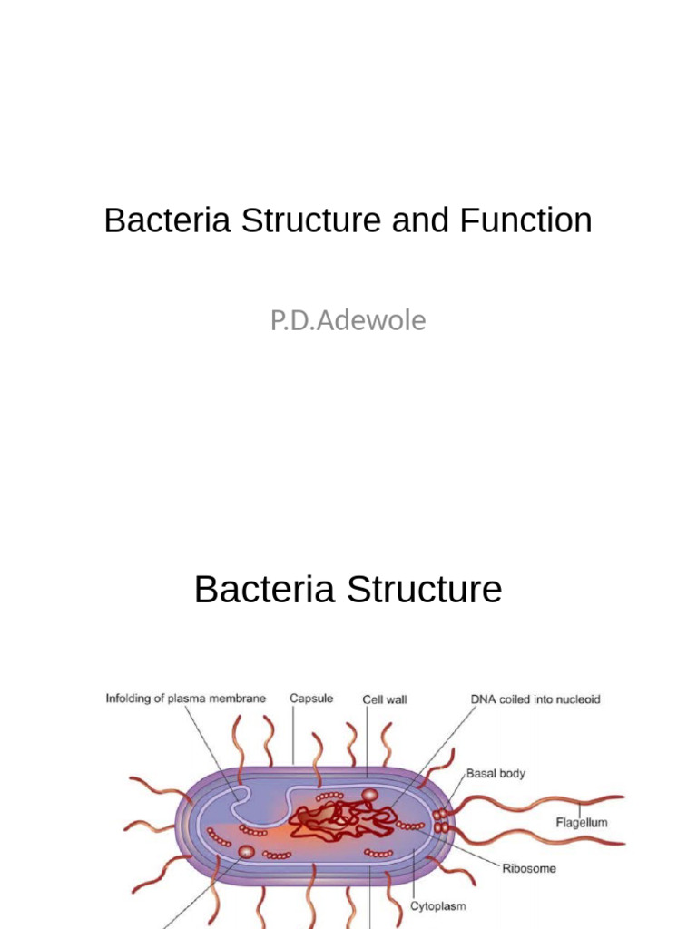 Bacterial Structure and Function Overview | PDF | Bacteria | Gram ...