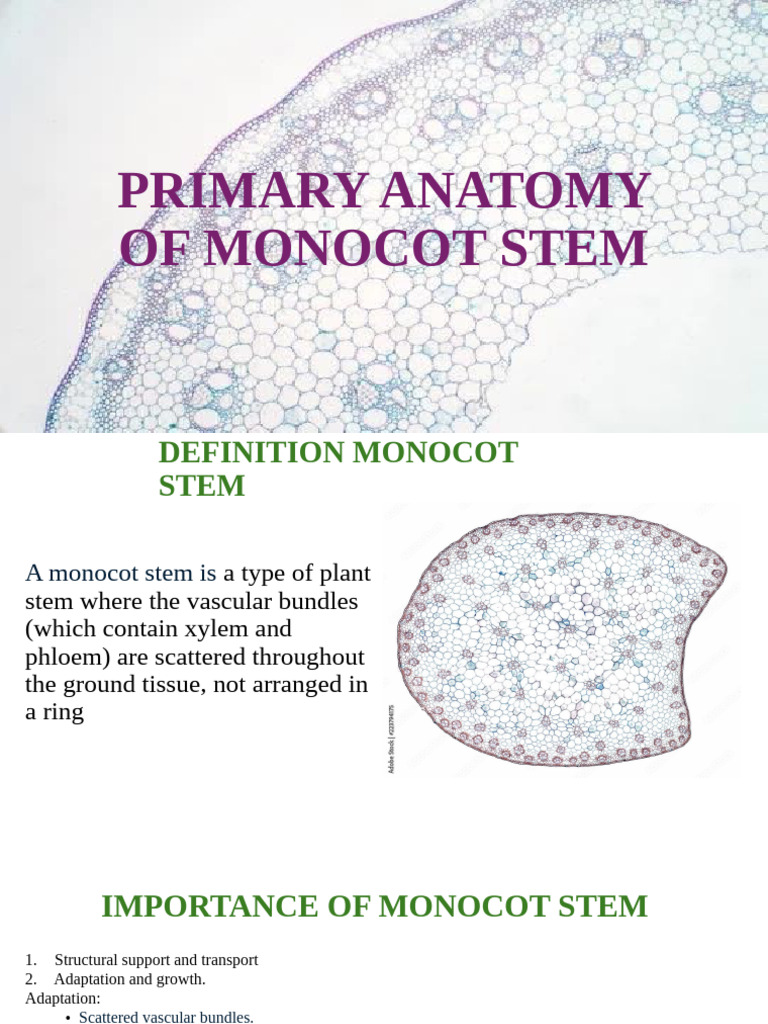Anatomy of Monocot Stem | PDF | Plant Stem | Tissue (Biology)