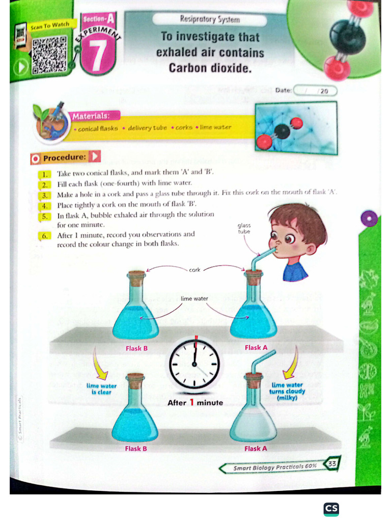 PBA Investigate That Exhaled Air Contains CO2 (Exp + Worksheets) | PDF