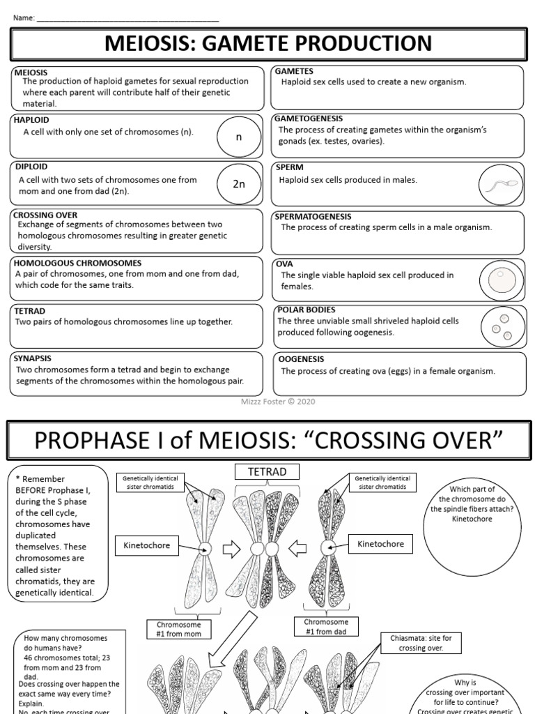 Meiosis and Gamete Production Explained | PDF | Meiosis | Ploidy