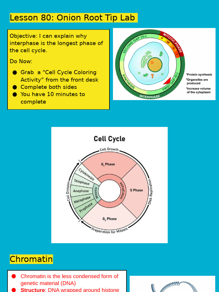 Mitosis Onion Root Tip Lab | PDF