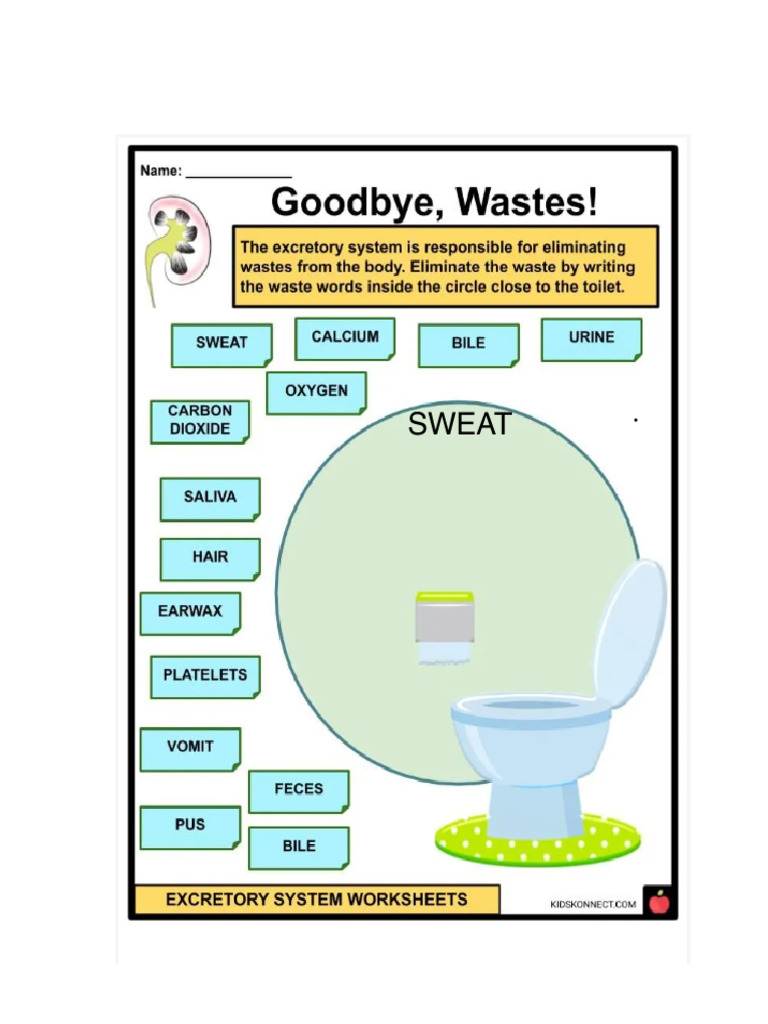 Excretory System Worksheet | PDF