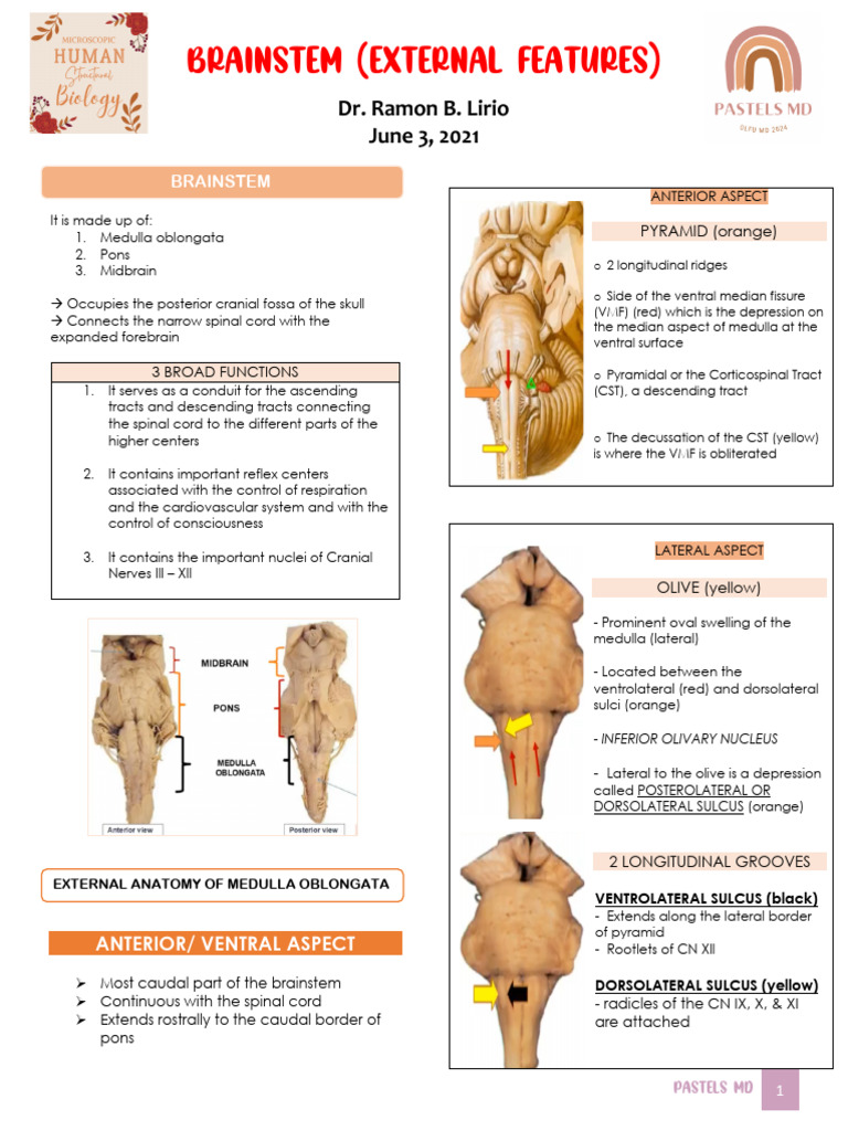 Mhsb21 - Brainstem External Features Dr. Lirio | PDF | Brainstem ...