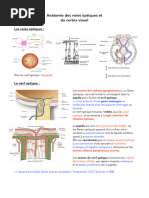 Anatomie du Corps Géniculé Latéral | PDF | Système visuel | Vision