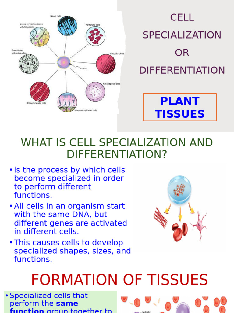 Plant Tissues 1 | PDF | Tissue (Biology) | Cell Biology