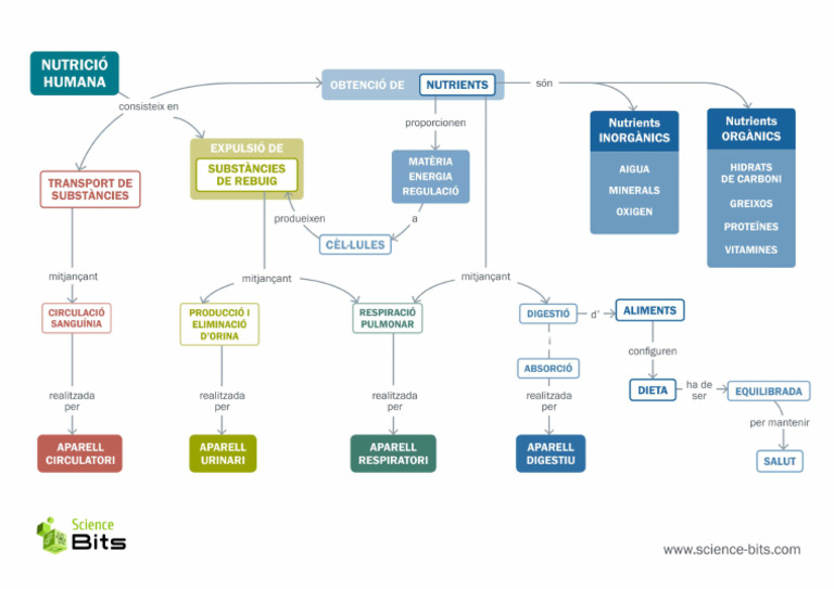 Mapa Conceptual La Nutrició | PDF