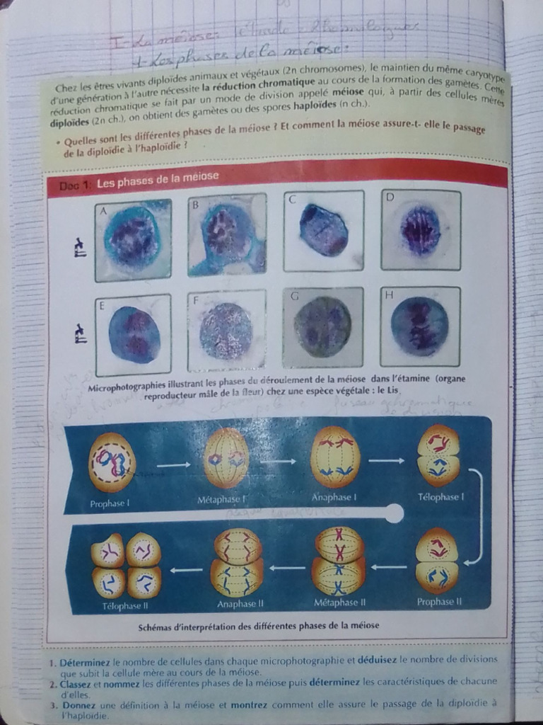 SVT Cours SM | PDF