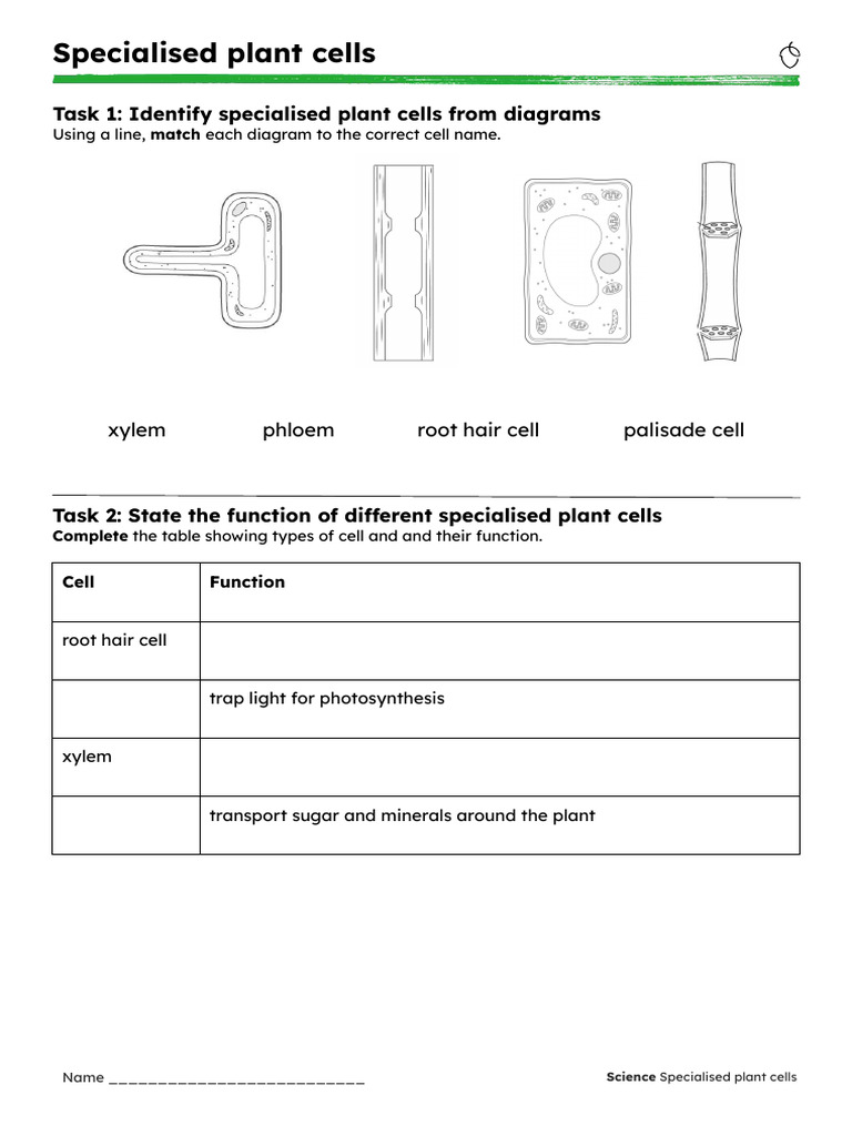 Specialized Plant Cells and Functions | PDF | Plants | Leaf