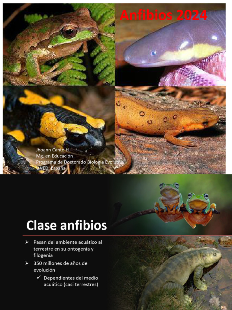 Clase 10 Anfibios | PDF | Anfibio | Pulmón