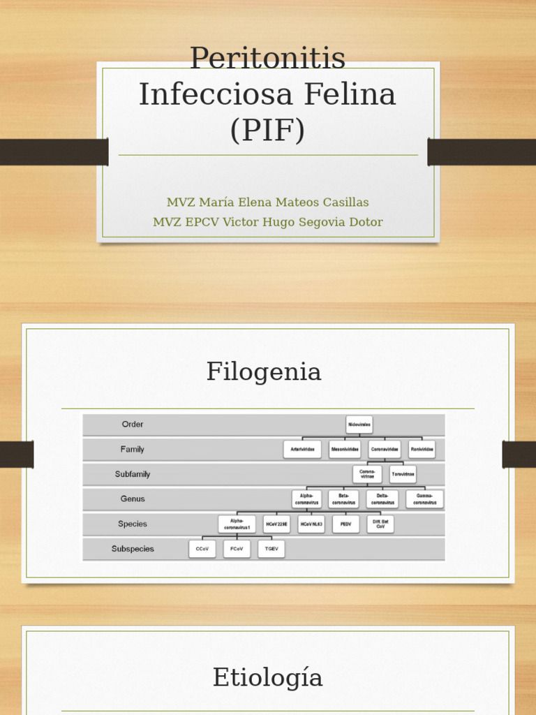 Peritonitis Infecciosa Felina: Diagnóstico y Tratamiento | PDF | Virus ...