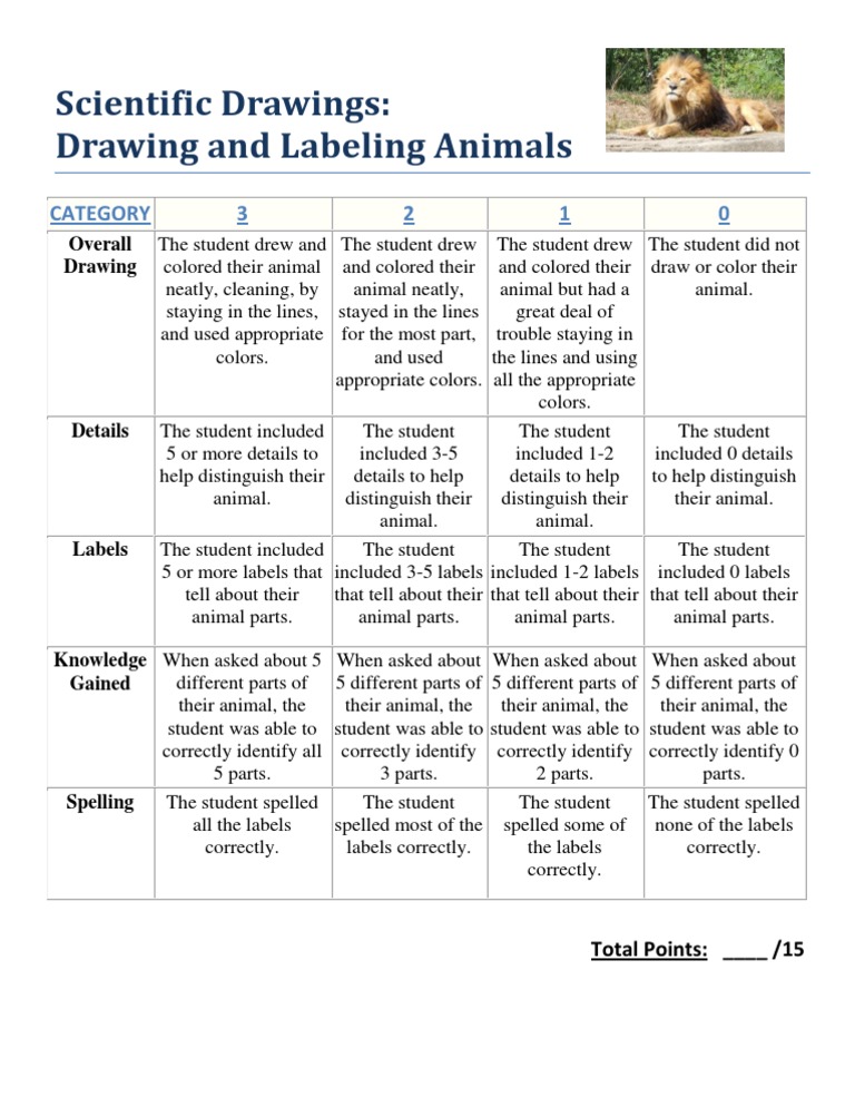 Animal Drawing and Labeling Rubric | PDF