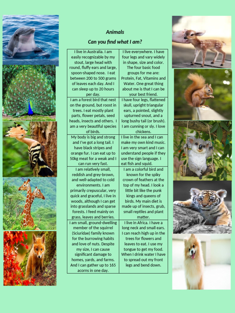 Animals | PDF | Squirrel | Birds