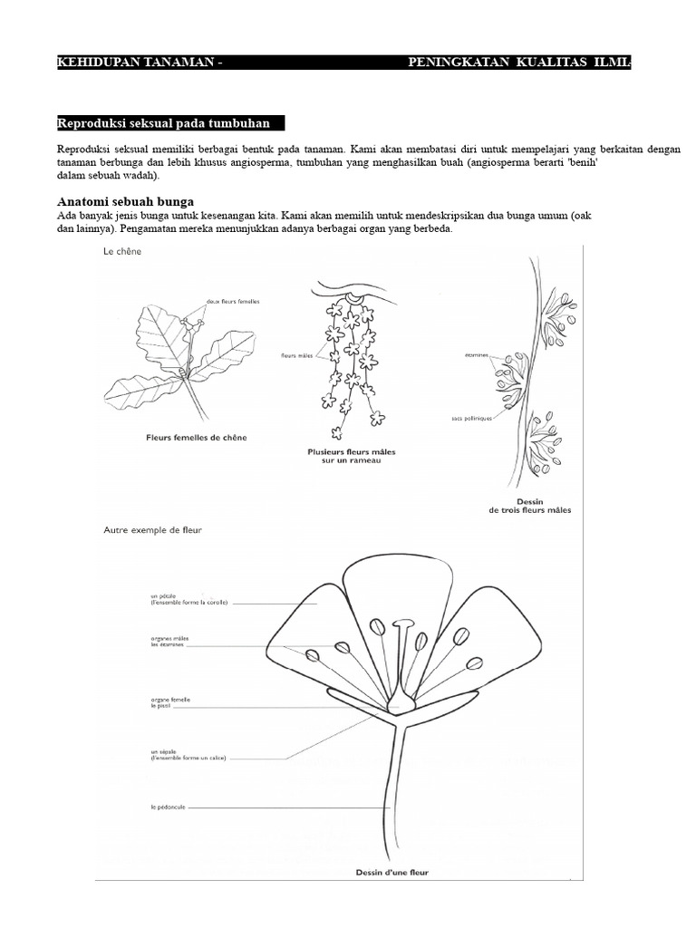 Reproduksi Seksual Pada Tumbuhan | PDF
