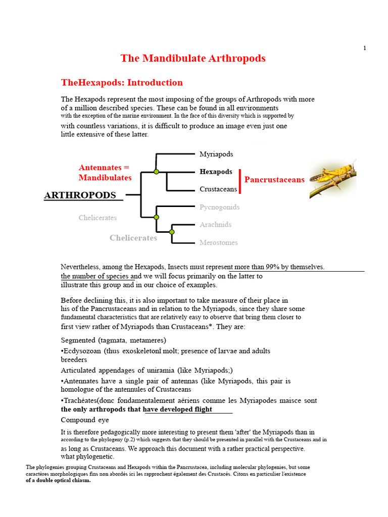 Arthropods_Hexapods | PDF | Hexapoda | Zoology