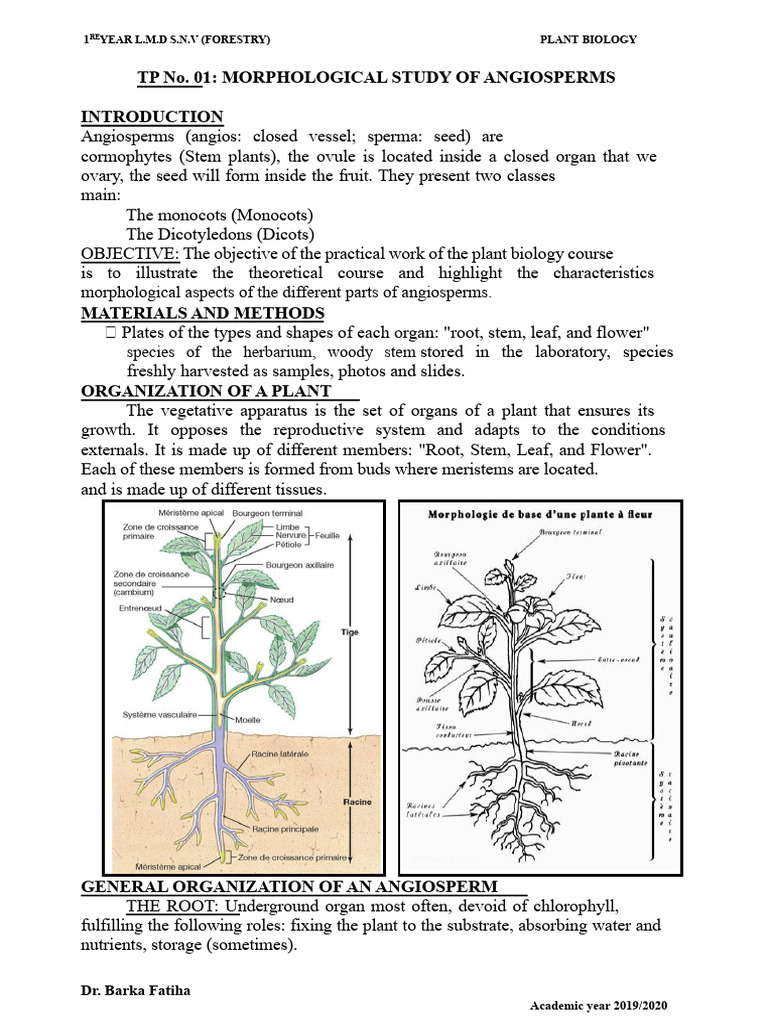 Plant Biology Laboratory | PDF | Leaf | Flowers