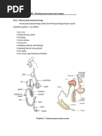 Anatomi Organ Pencernaan Ayam | PDF