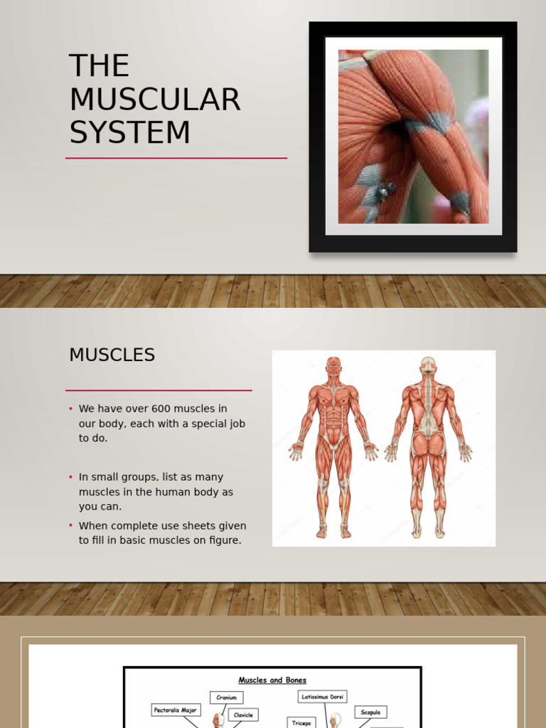 Understanding the Muscular System | PDF | Muscle | Soft Tissue