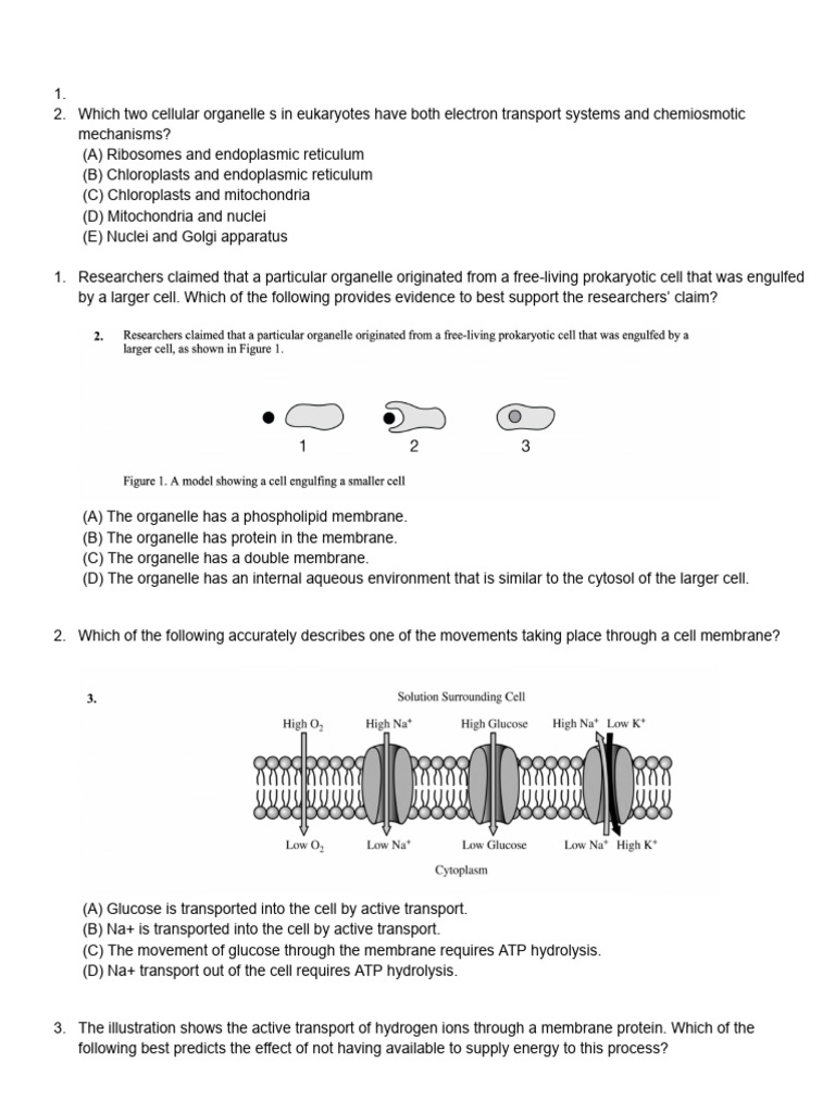 Which Two Cellular Organelle S in Eukaryotes Have Both Electron ...