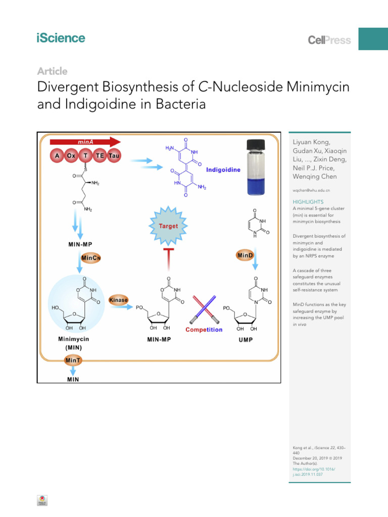 Divergent Biosynthesis of C-Nucleoside Minimycin and Indigoidine in ...