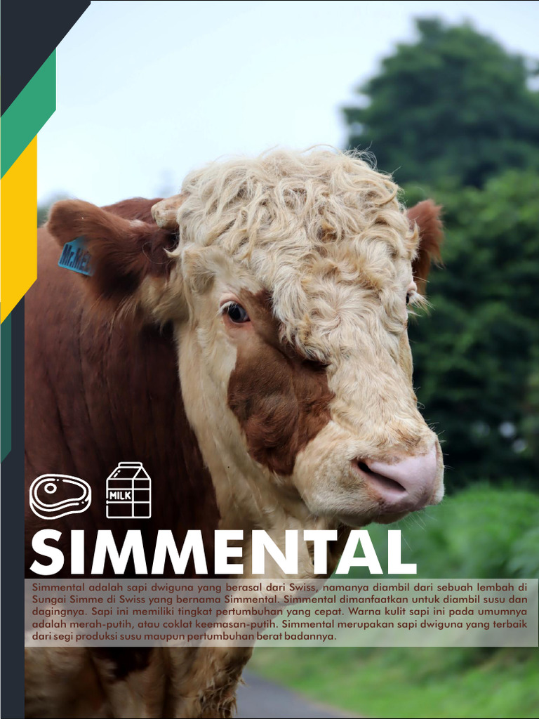 Simmental: Sapi Dwiguna Terbaik | PDF | Cattle | Livestock
