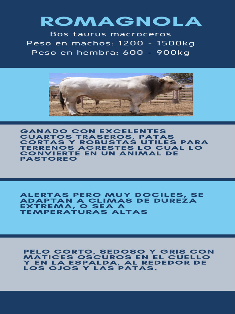 Ficha Tecnica Romagnola | PDF