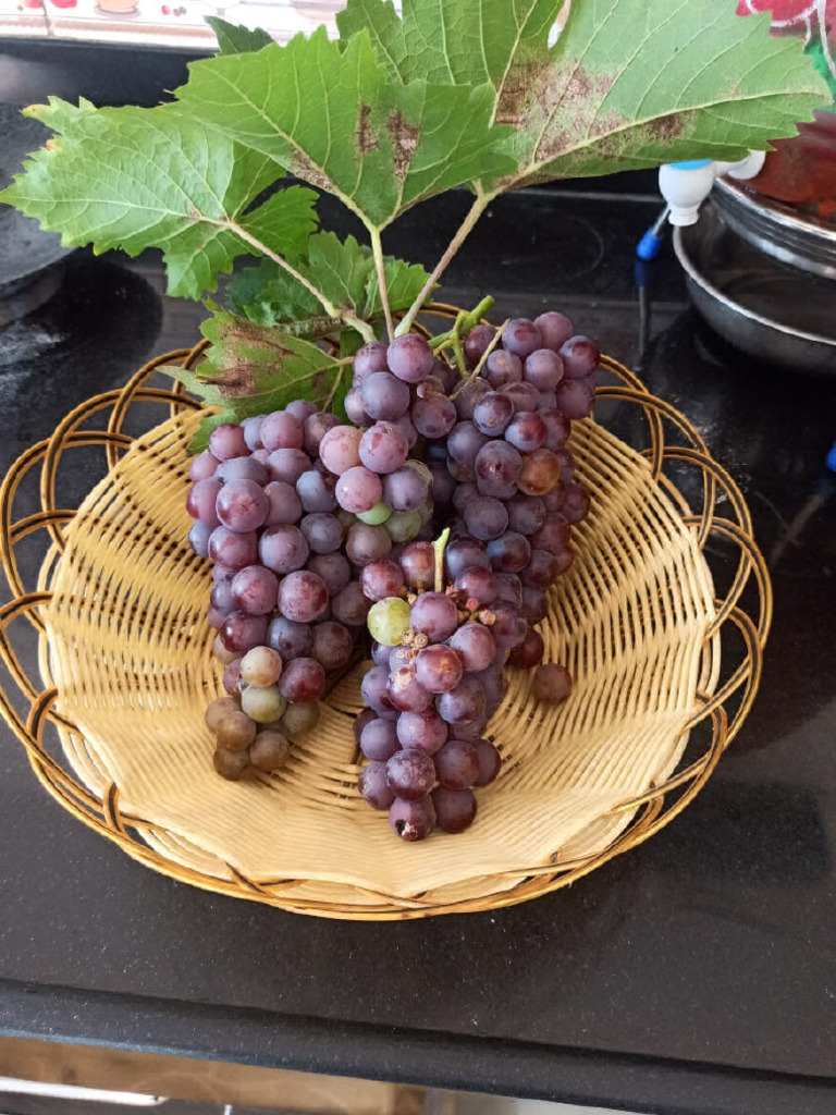 Document WPS Office | PDF