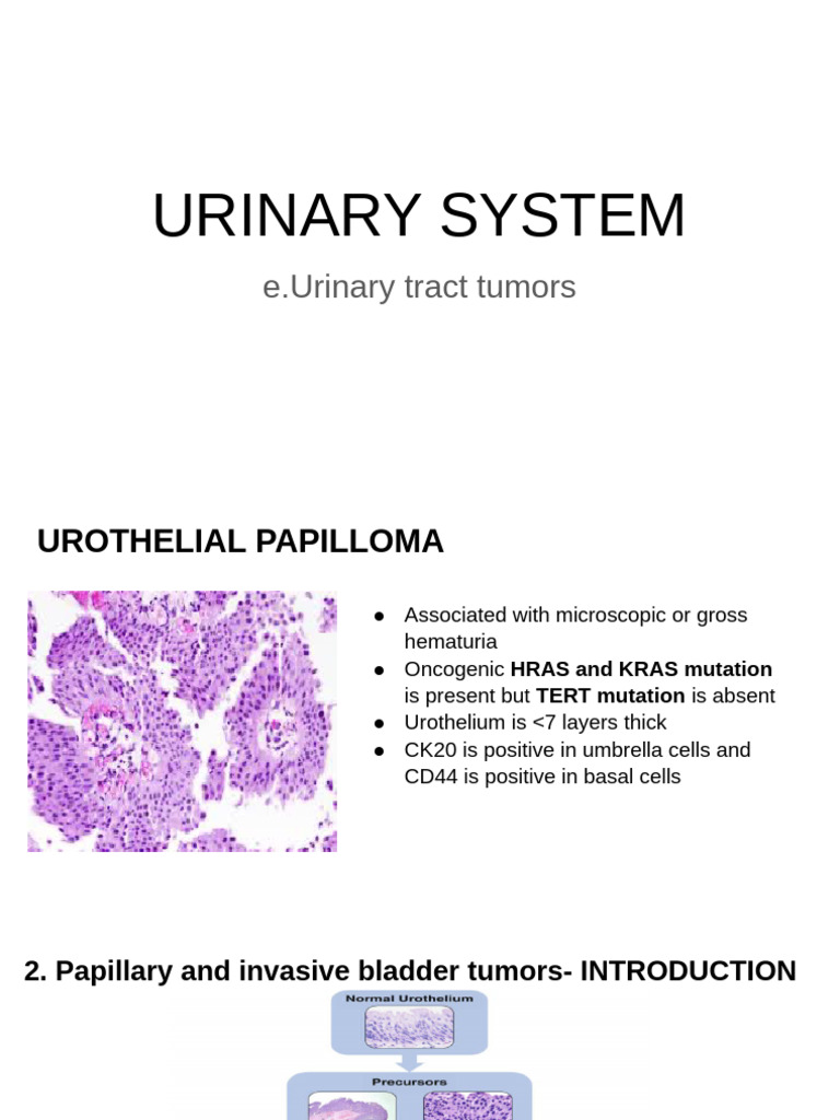 URINARY SYSTEM Bladder | PDF