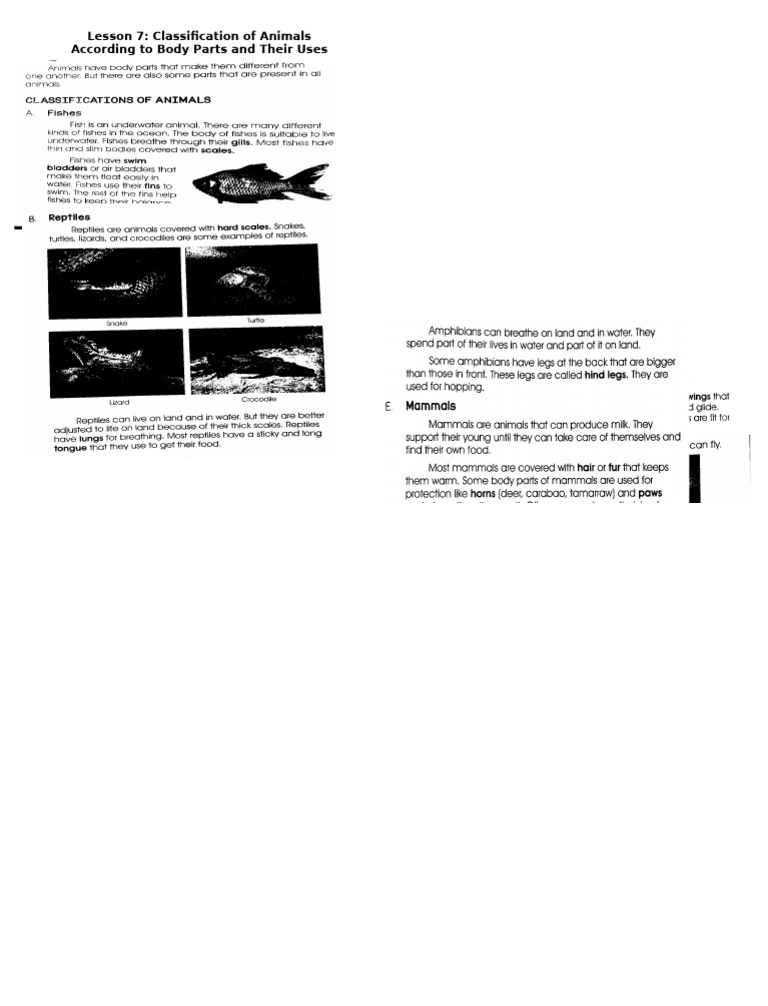 Lesson 7-Classification of Animals | PDF
