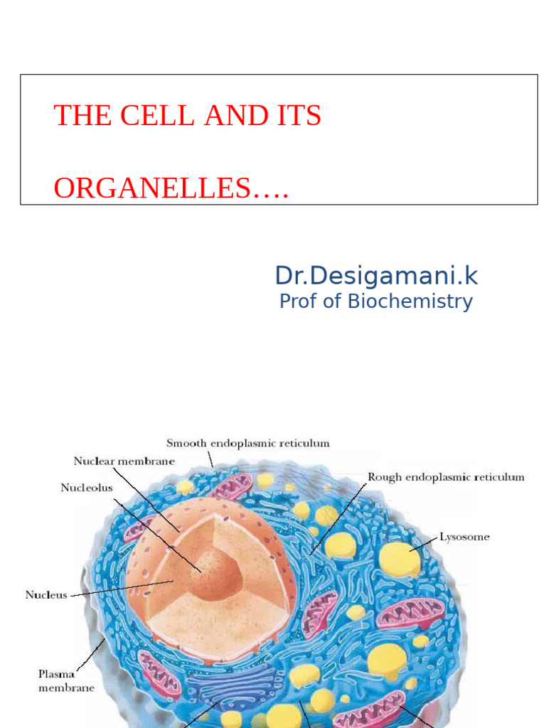 Overview of Cell Organelles and Functions | PDF | Cell (Biology) | Cell ...