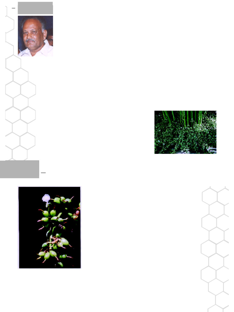327 White Flowered Cardamom Variety | PDF | Agronomy | Plants